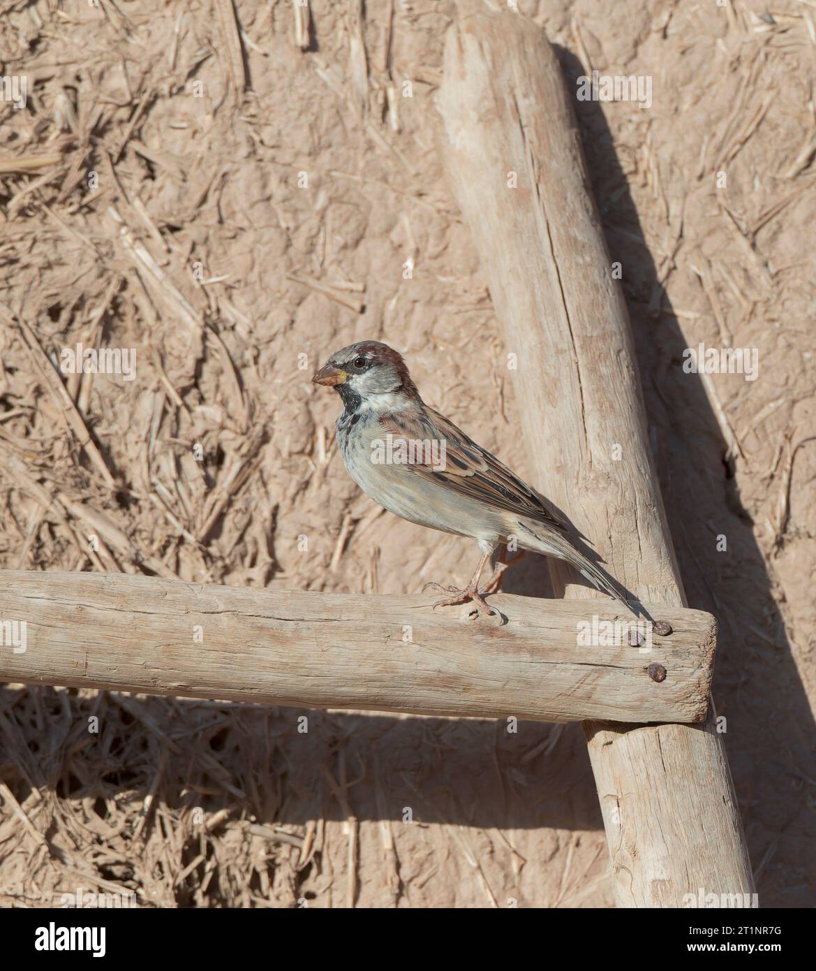 Male House Sparrow (Passer domesticus tingitanus) in Morocco. North ...