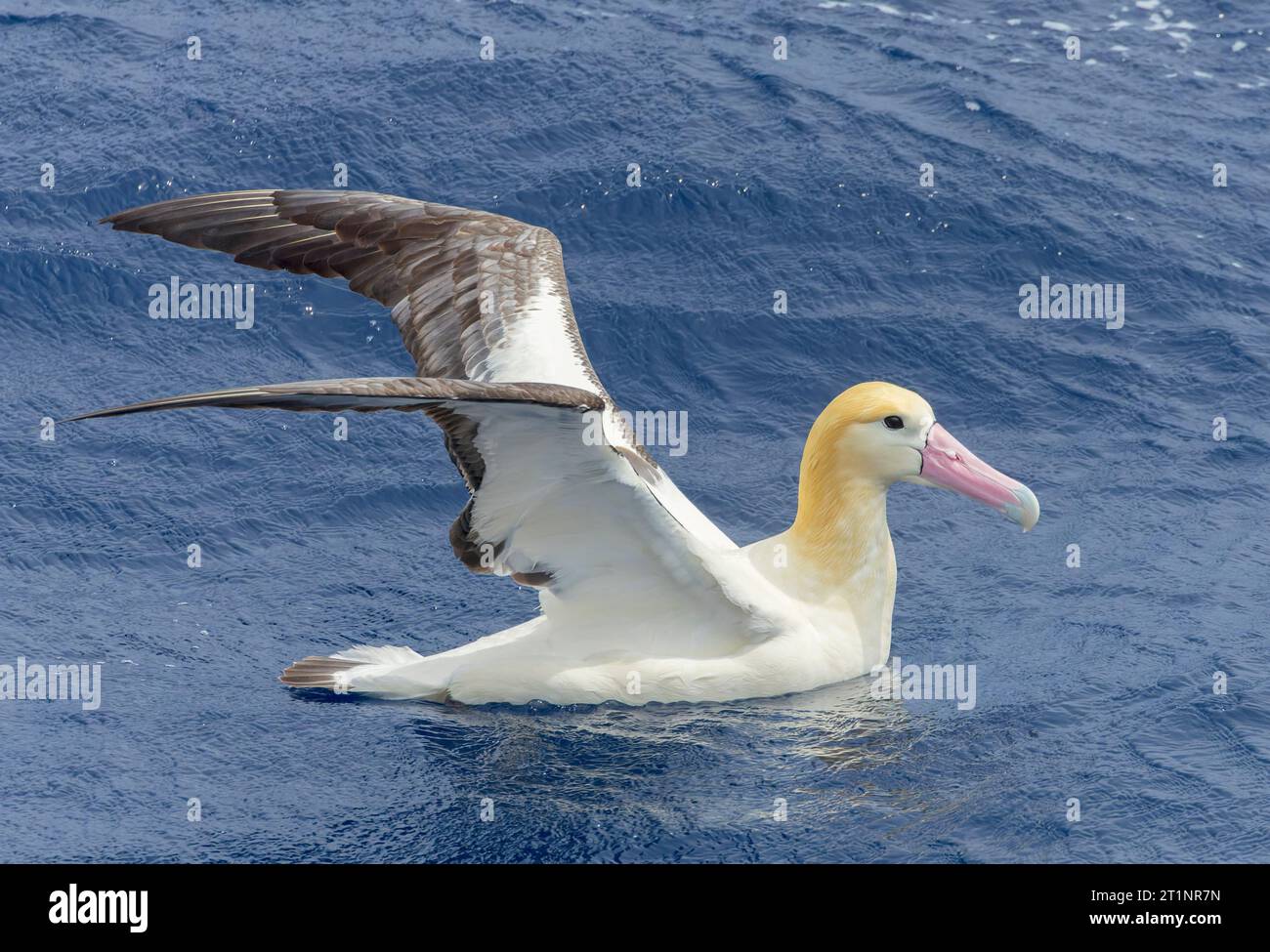 Adult Short-tailed Albatross (Phoebastria albatrus) swimming at sea off ...