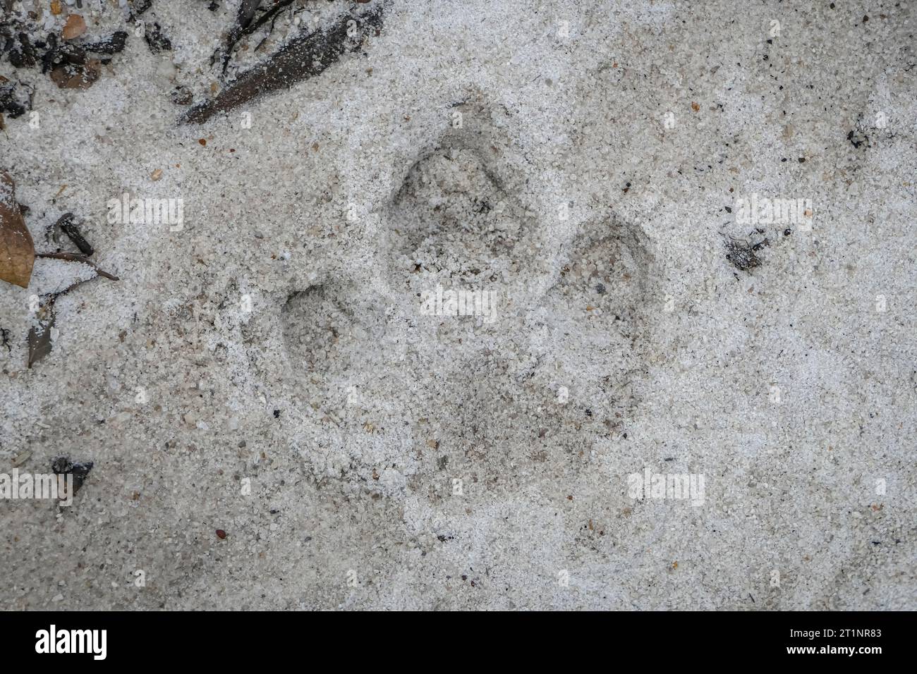 Tapir track hi-res stock photography and images - Alamy
