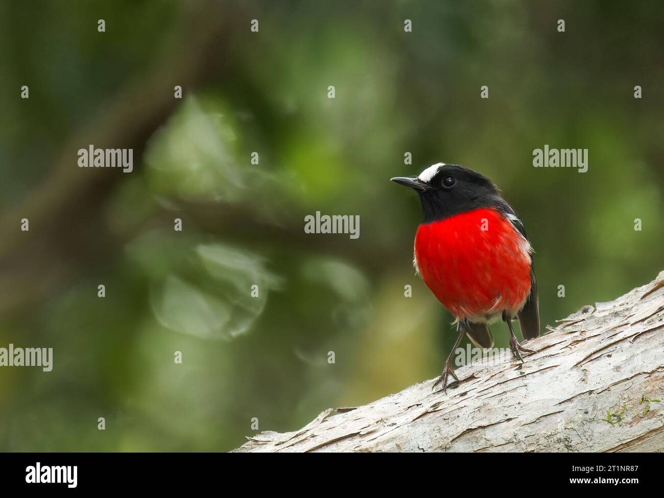 Male Norfolk Robin (Petroica multicolor) on Norfolk Island, Australia ...