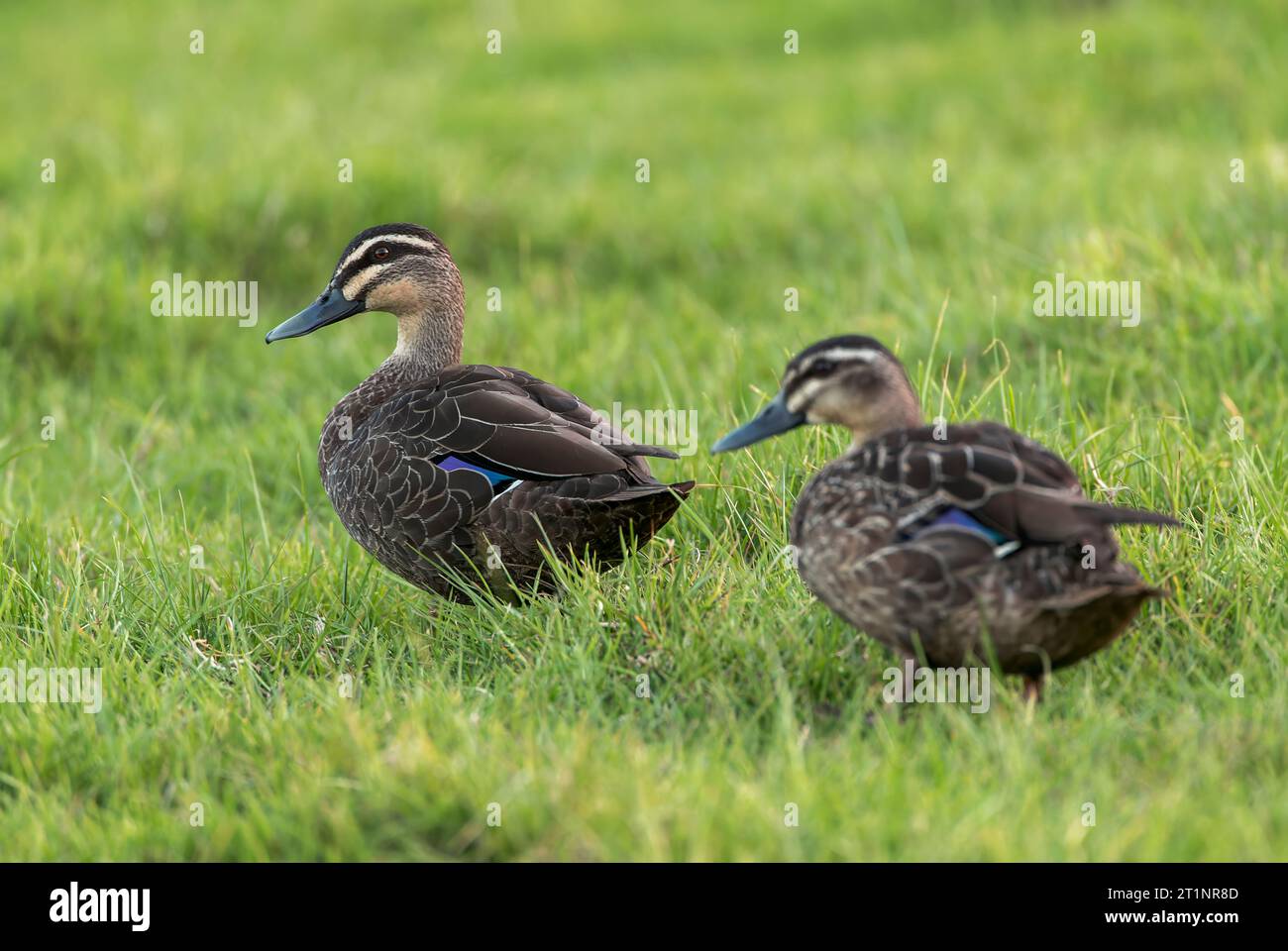 Pacific Black Duck (Anas superciliosa) in New Zealand. Also known as ...