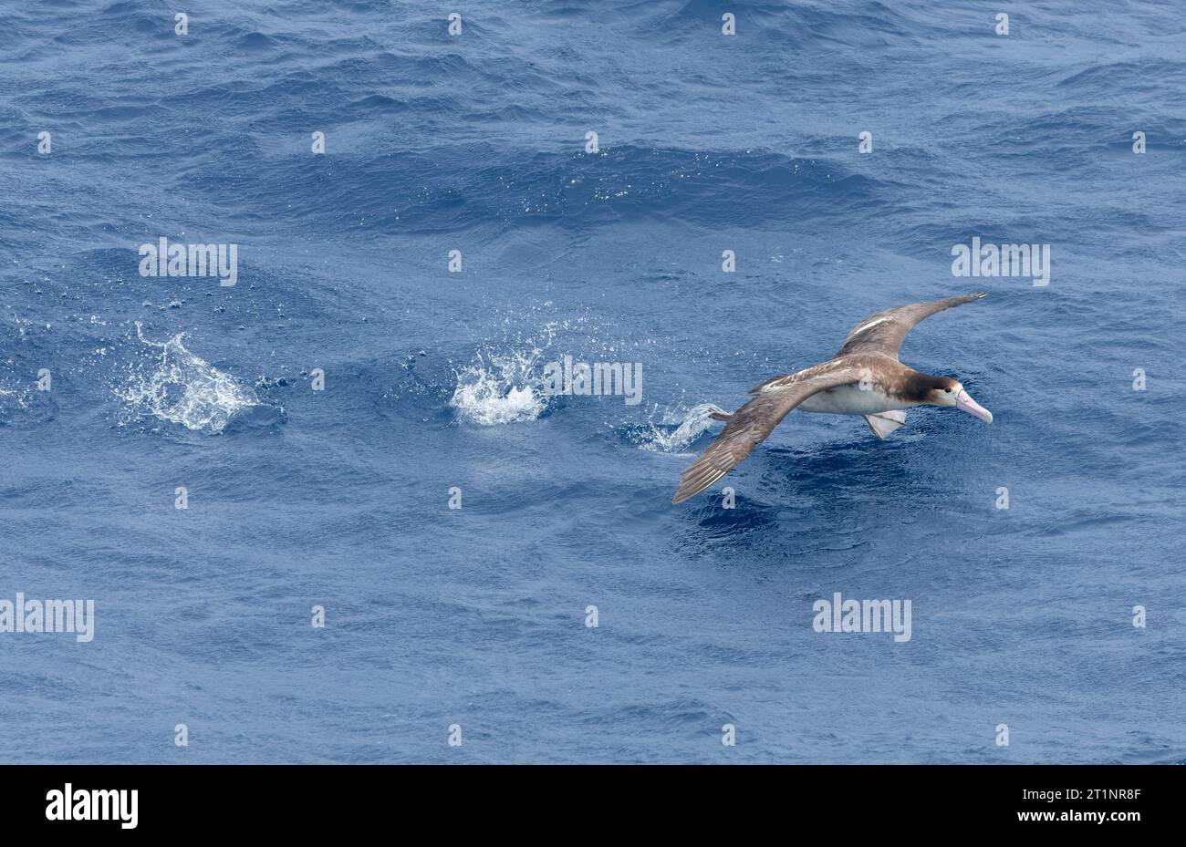 Immature Short-tailed Albatross (Phoebastria albatrus) at sea off ...