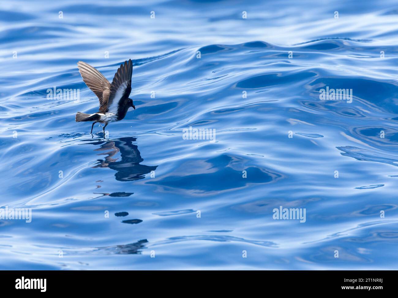 New Zealand Storm Petrel (Fregetta maoriana), a critically endangered ...
