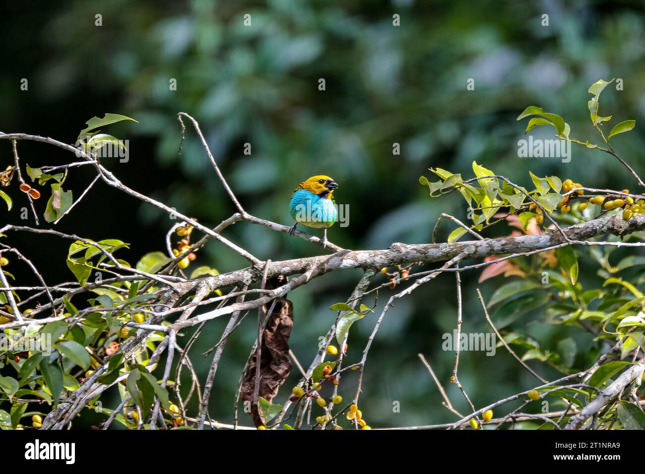 Gilt-edged tanager perched on a tree branch with leaves against ...