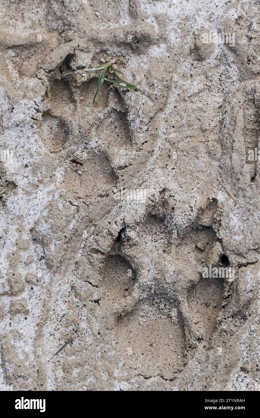 Close-up of a Maned wolf tracks in sandy riverbed, Caraca Natural Park ...