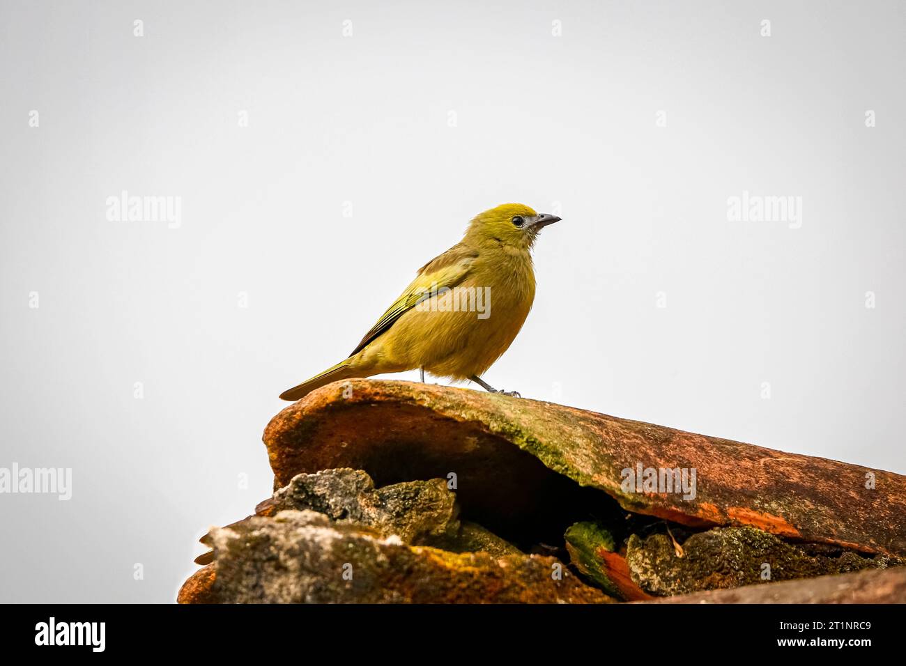 Palm tanager perched on a roof tile against bright background, Caraca ...