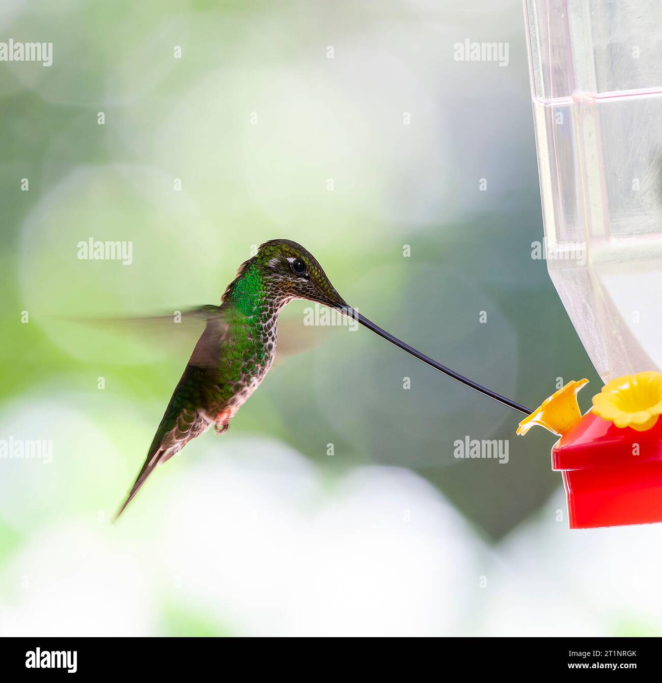Sword-billed Hummingbird (Ensifera ensifera) in Ecuador. Foraging on a ...