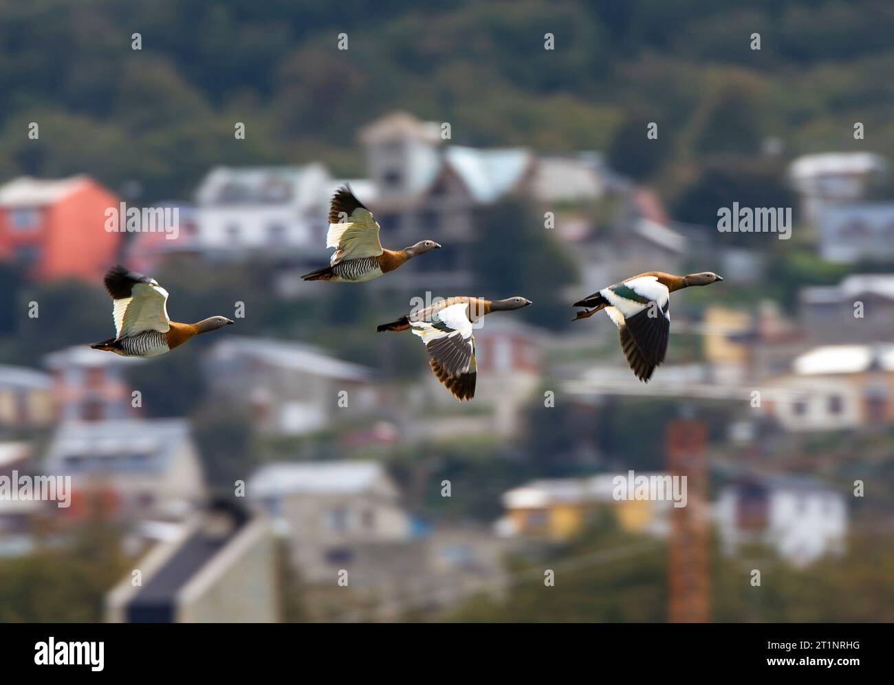 Ashy-headed goose (Chloephaga poliocephala) in southern Argentina ...