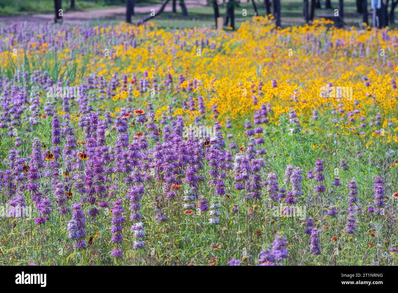 Spring wildflowers bursting with bright colorful colors in Austin ...