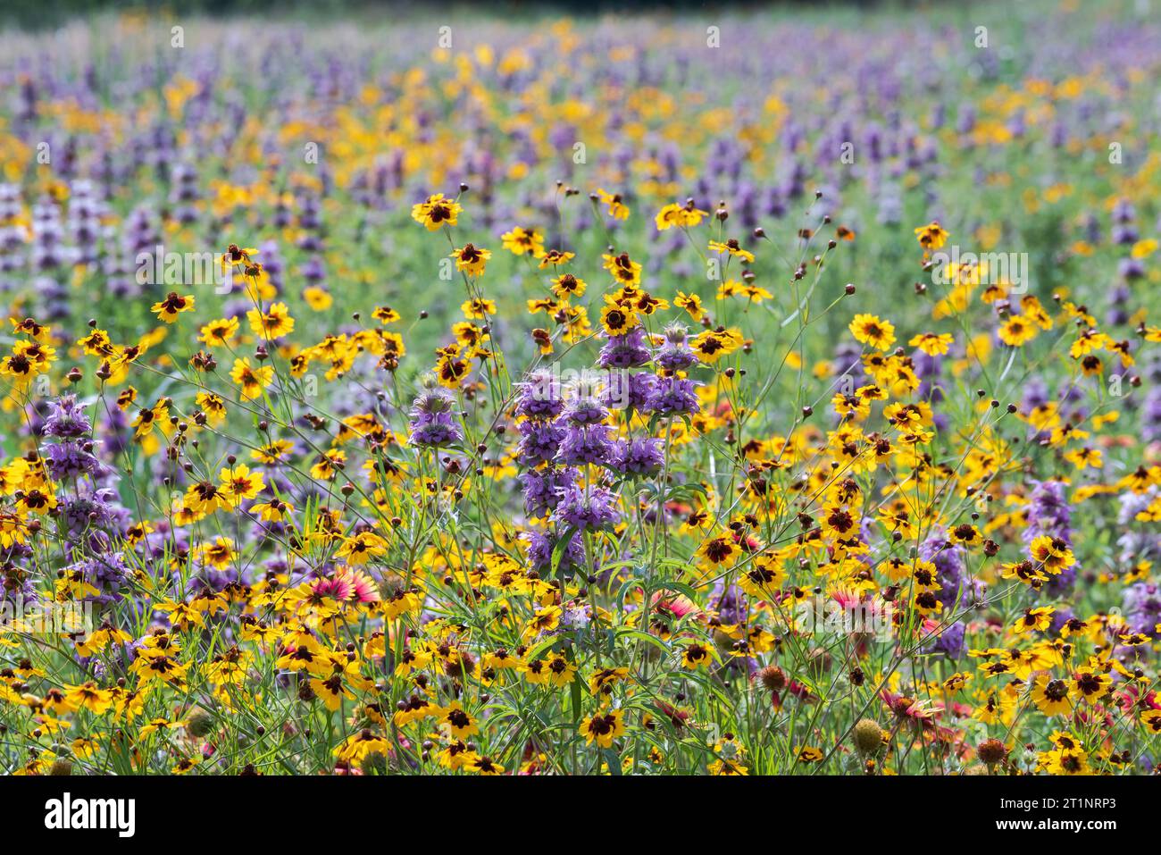 Spring wildflowers bursting with bright colorful colors in Austin ...