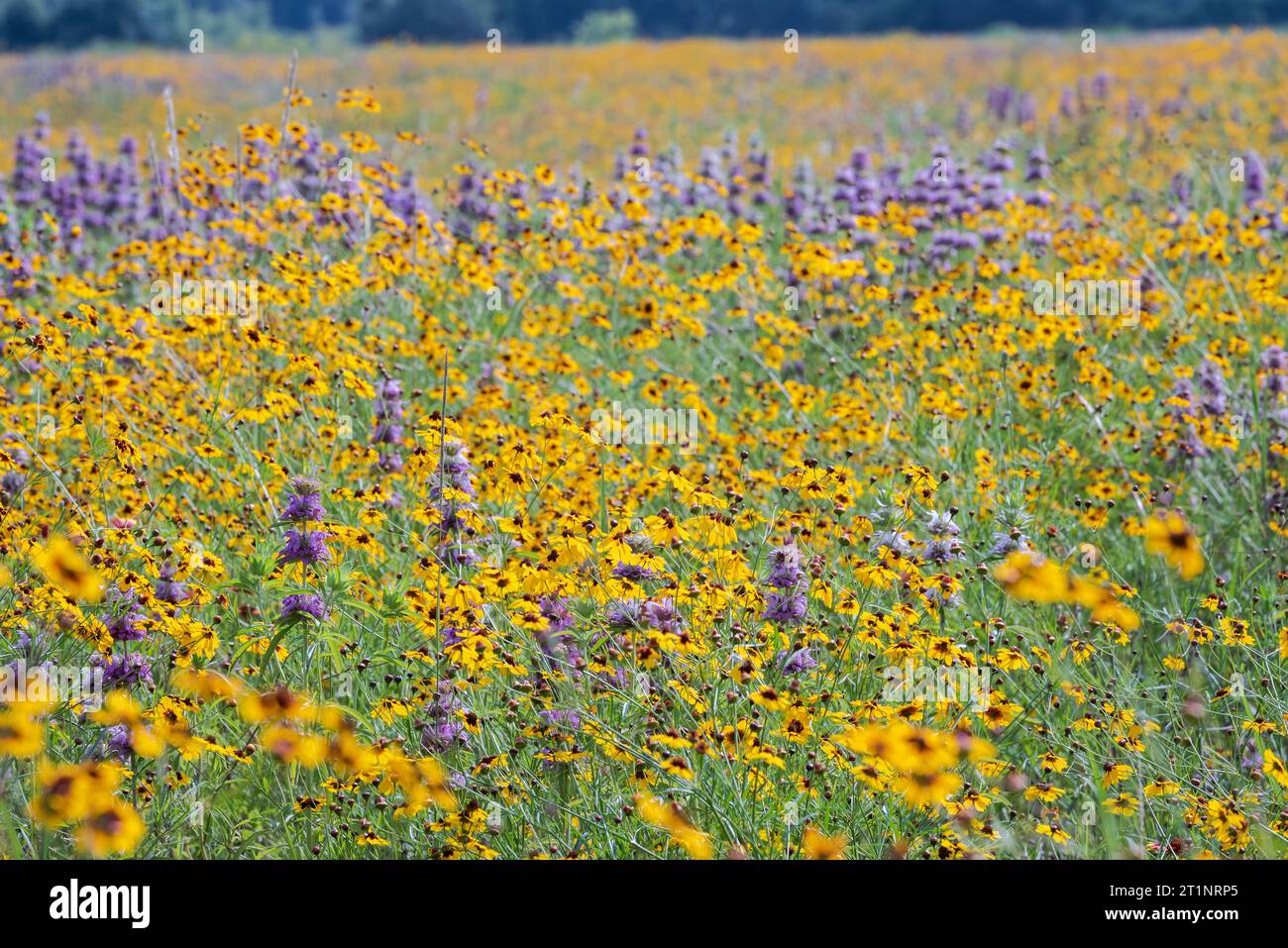 Spring wildflowers bursting with bright colorful colors in Austin ...