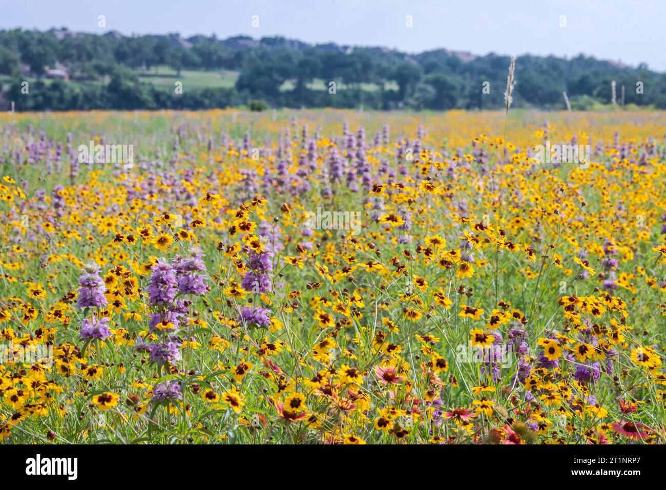 Spring wildflowers bursting with bright colorful colors in Austin ...