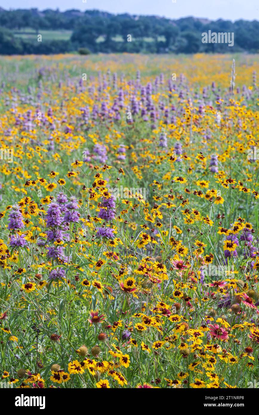 Spring wildflowers bursting with bright colorful colors in Austin ...