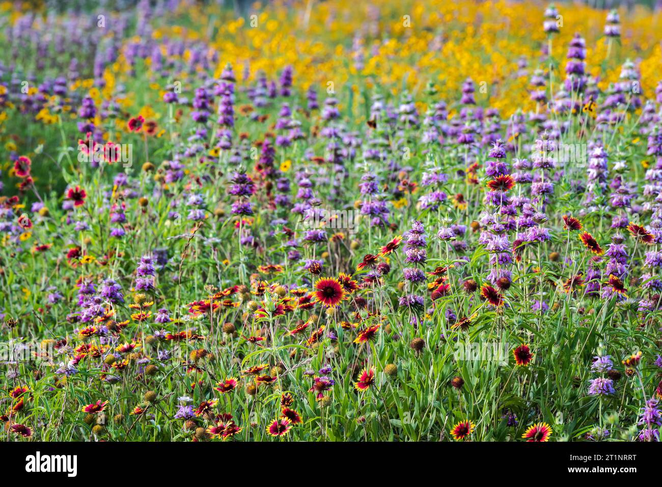 Colorful spring wildflowers bursting with colors covered the roadside ...