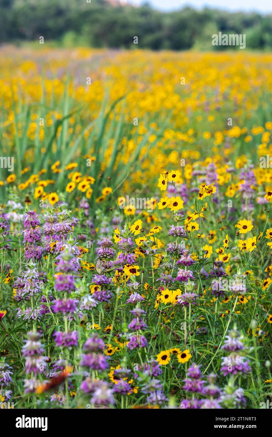 Colorful spring wildflowers bursting with colors covered the roadside ...
