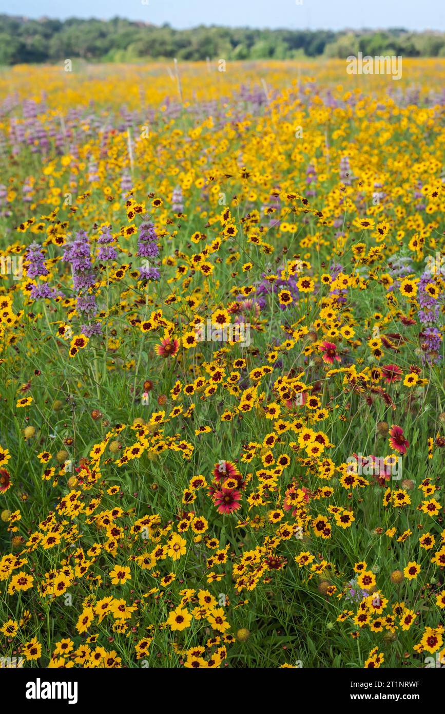 Colorful spring wildflowers bursting with colors covered the roadside ...