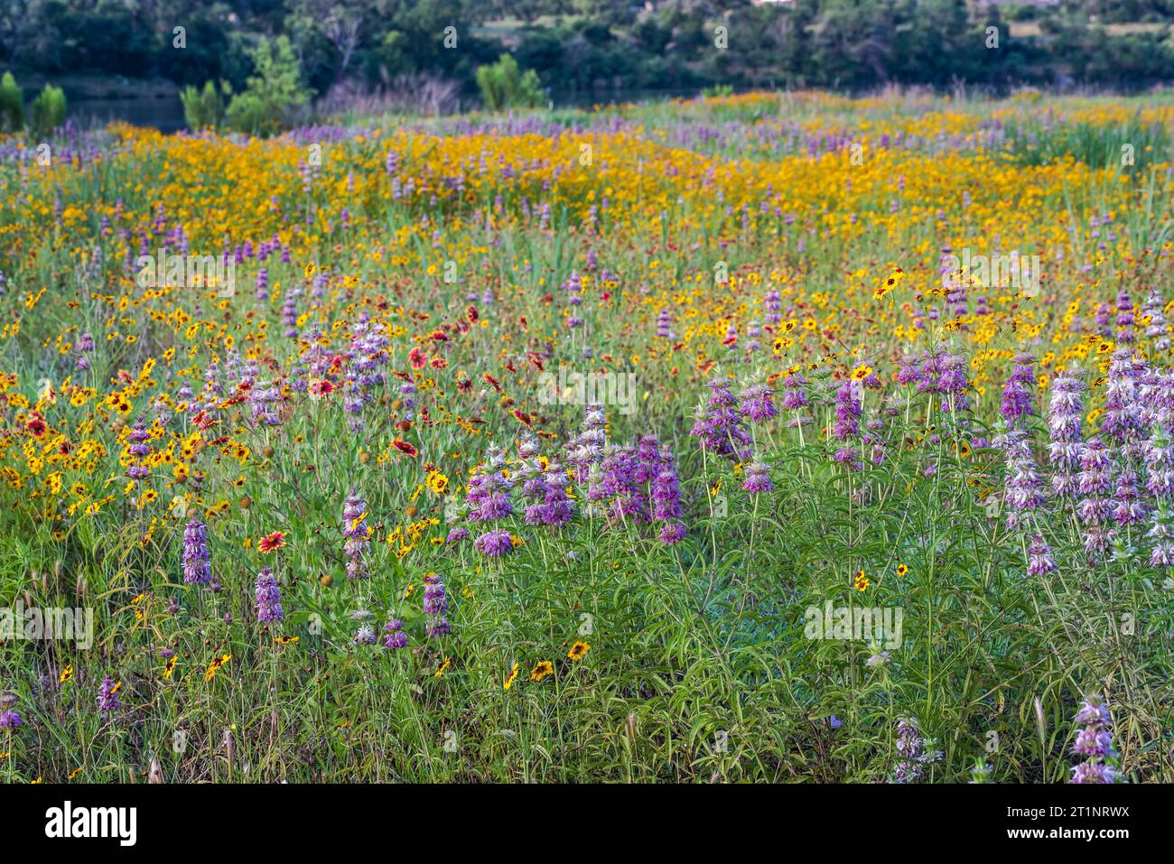 Colorful spring wildflowers bursting with colors covered the roadside ...
