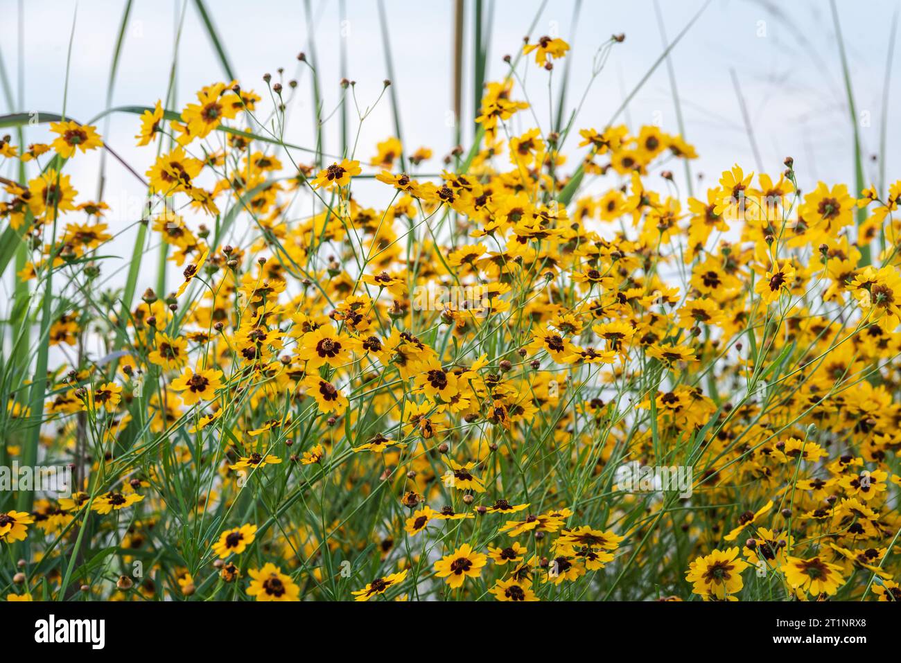 Colorful spring wildflowers bursting with colors covered the roadside ...
