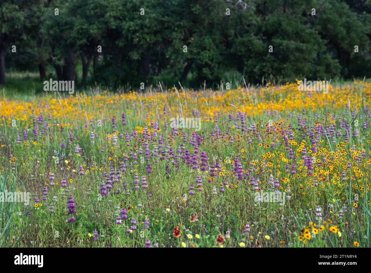 Colorful spring wildflowers bursting with colors covered the roadside ...