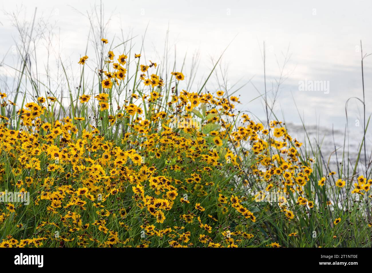 Colorful spring wildflowers bursting with colors covered the roadside ...