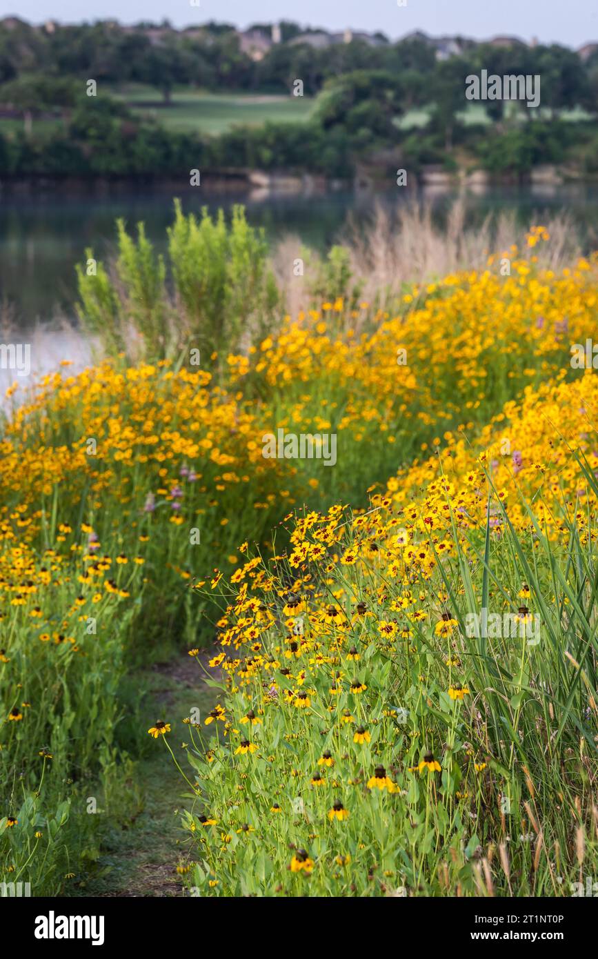 Central texas wildflowers and cactus hi-res stock photography and ...
