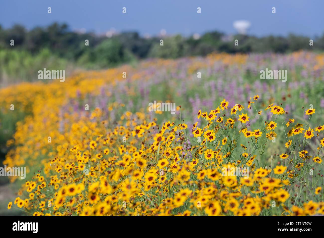 Colorful spring wildflowers bursting with colors covered the roadside ...