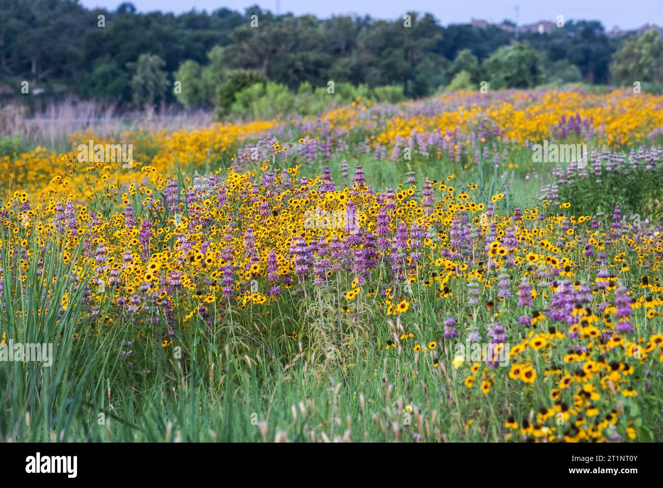 Colorful spring wildflowers bursting with colors covered the roadside ...