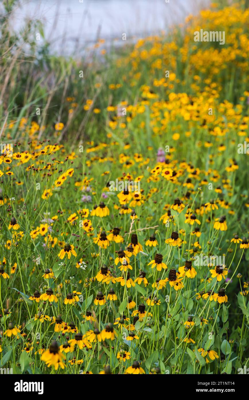 Colorful spring wildflowers bursting with colors covered the roadside ...