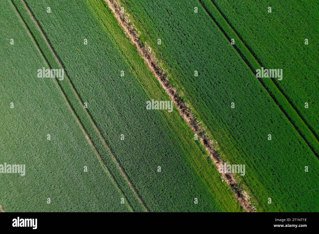 Aerial view Geometrical top view of green wheat corn field. Flying view ...