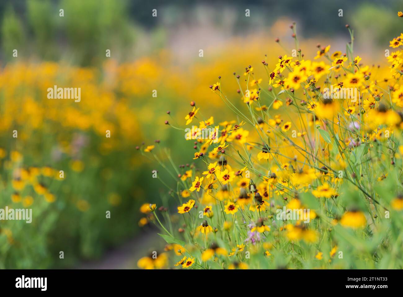 Colorful spring wildflowers bursting with colors covered the roadside ...