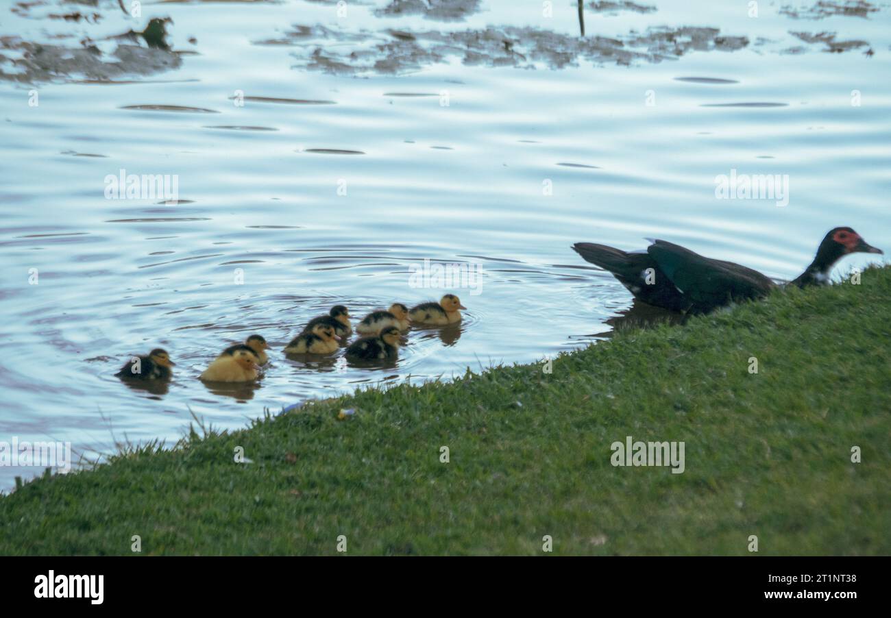 Mother duck and downy feathered ducklings swimming along on the water ...