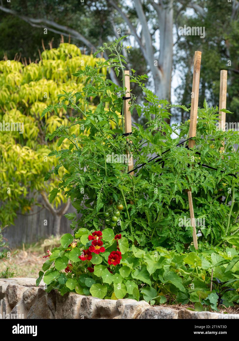 Leafy green trees in yard hi-res stock photography and images - Alamy