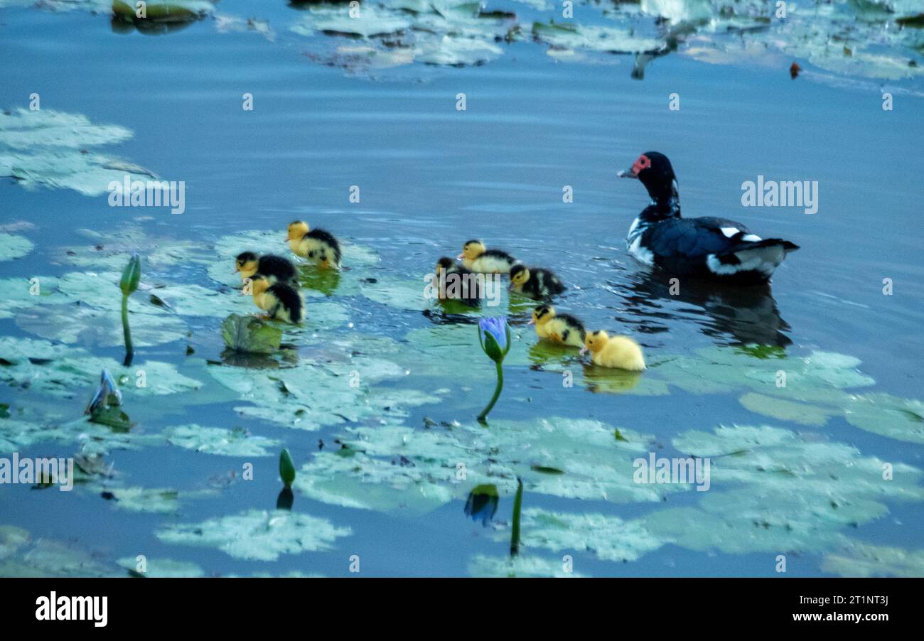 Mother duck and downy feathered ducklings swimming along on the water ...
