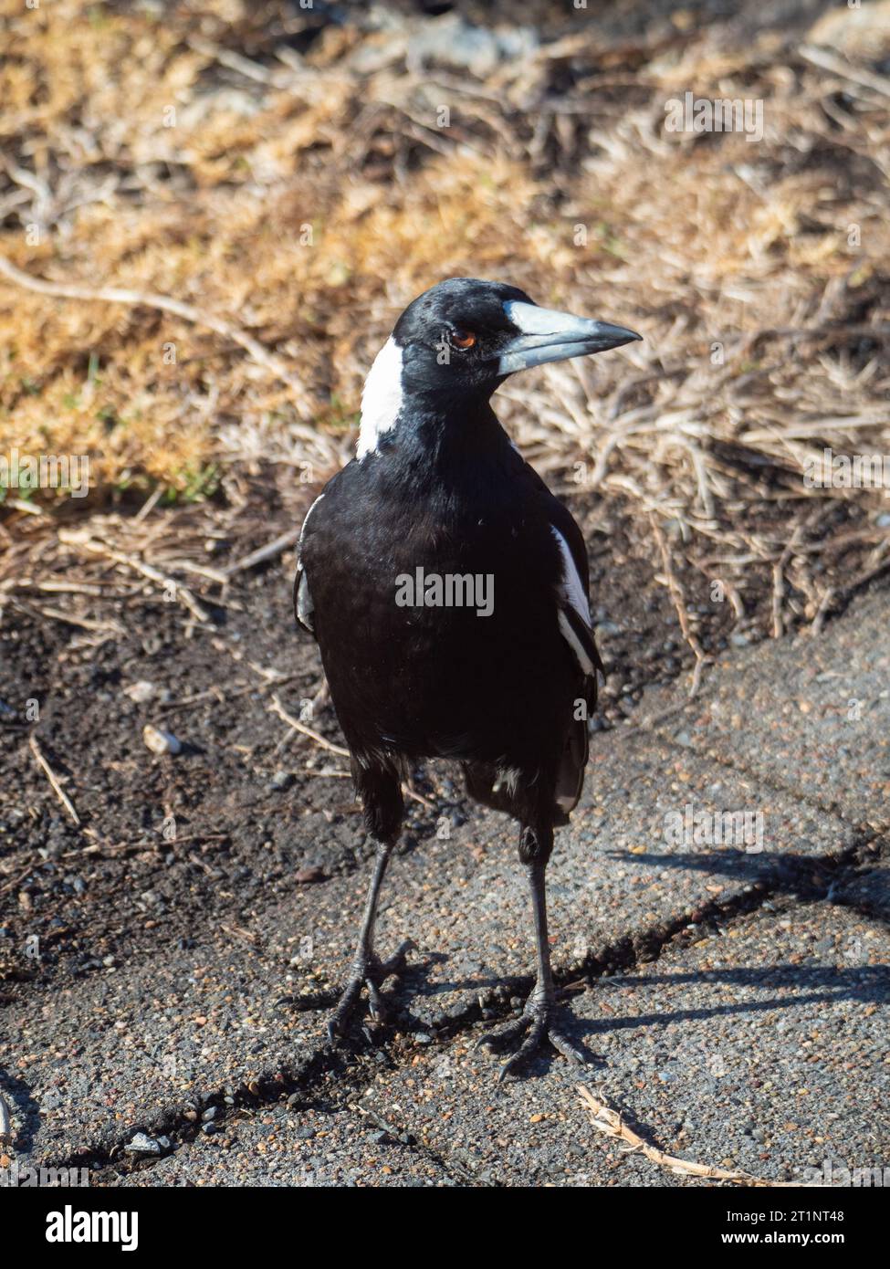 Australian Magpie standing on the ground Stock Photo - Alamy