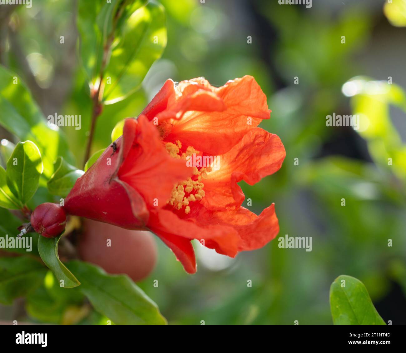 Crepe paper like Pomegranate flower and buds on the tree, bright ...