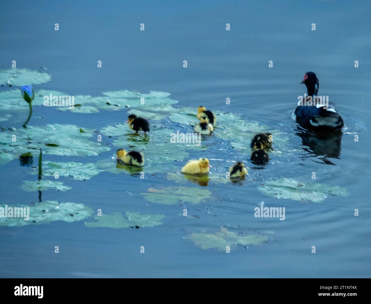 Mother duck and downy feathered ducklings swimming along on the water ...