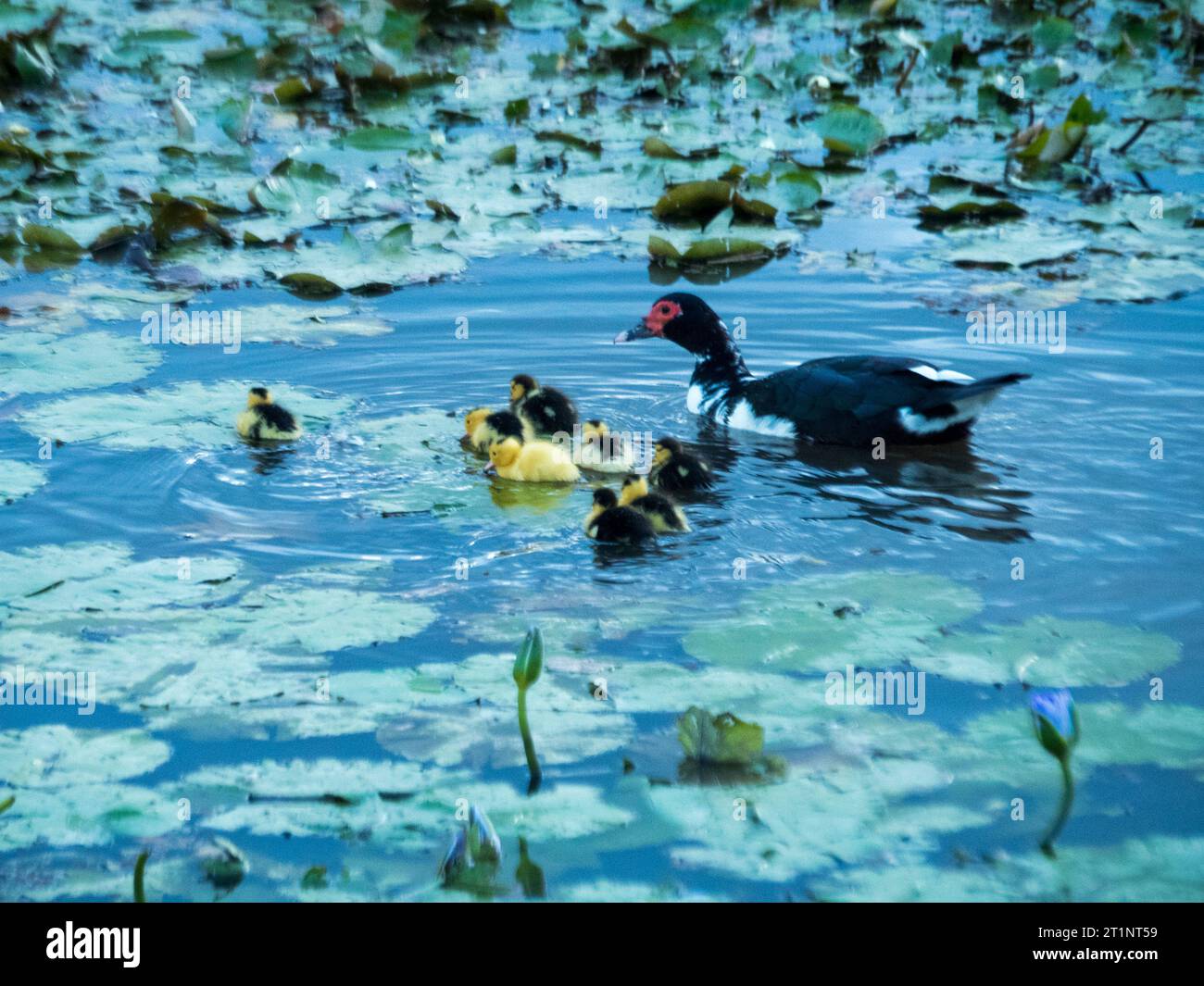 Mother duck and downy feathered ducklings swimming along on the water ...