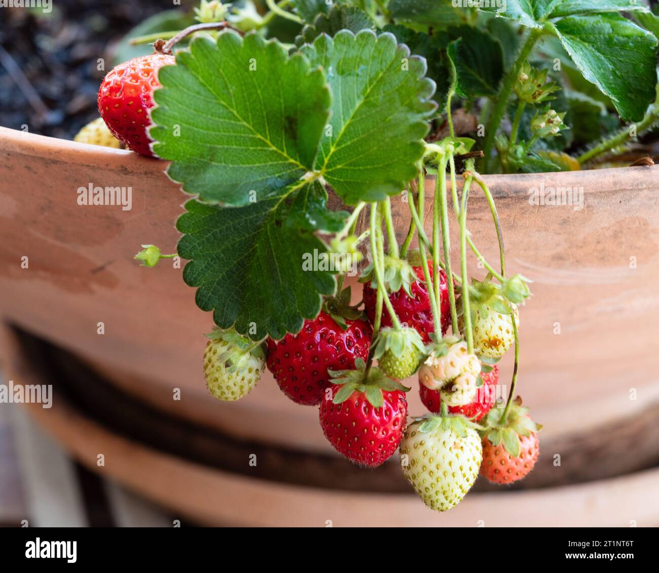Pretty red and white Strawberries growing and ripening in a pot ...