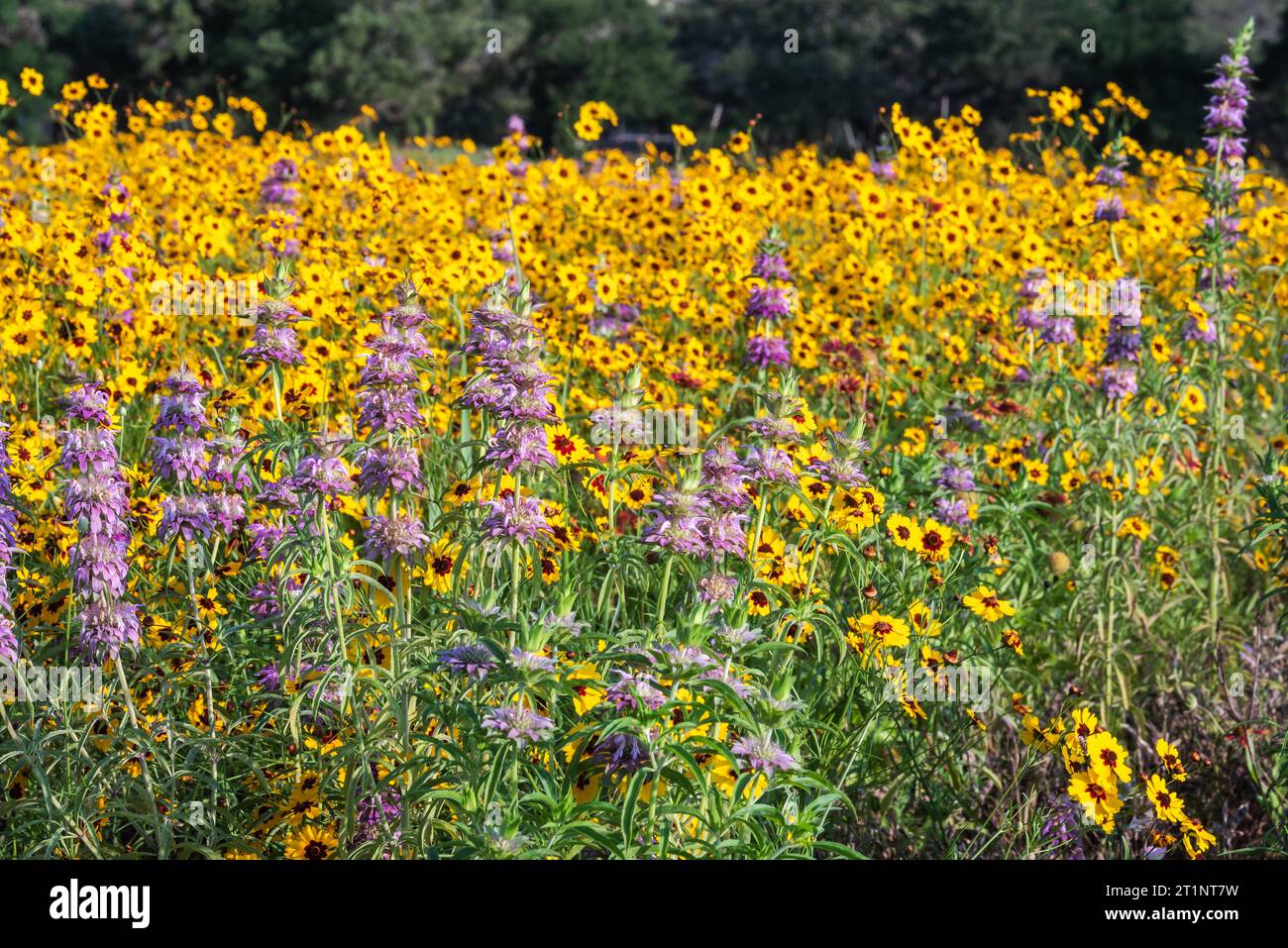 Colorful spring wildflowers covered the roadside and public areas in ...