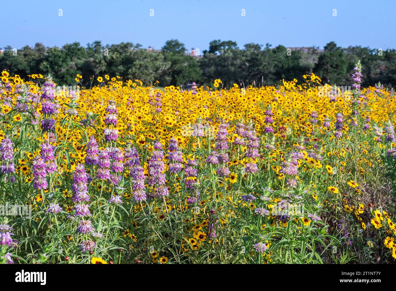 Colorful spring wildflowers covered the roadside and public areas in ...