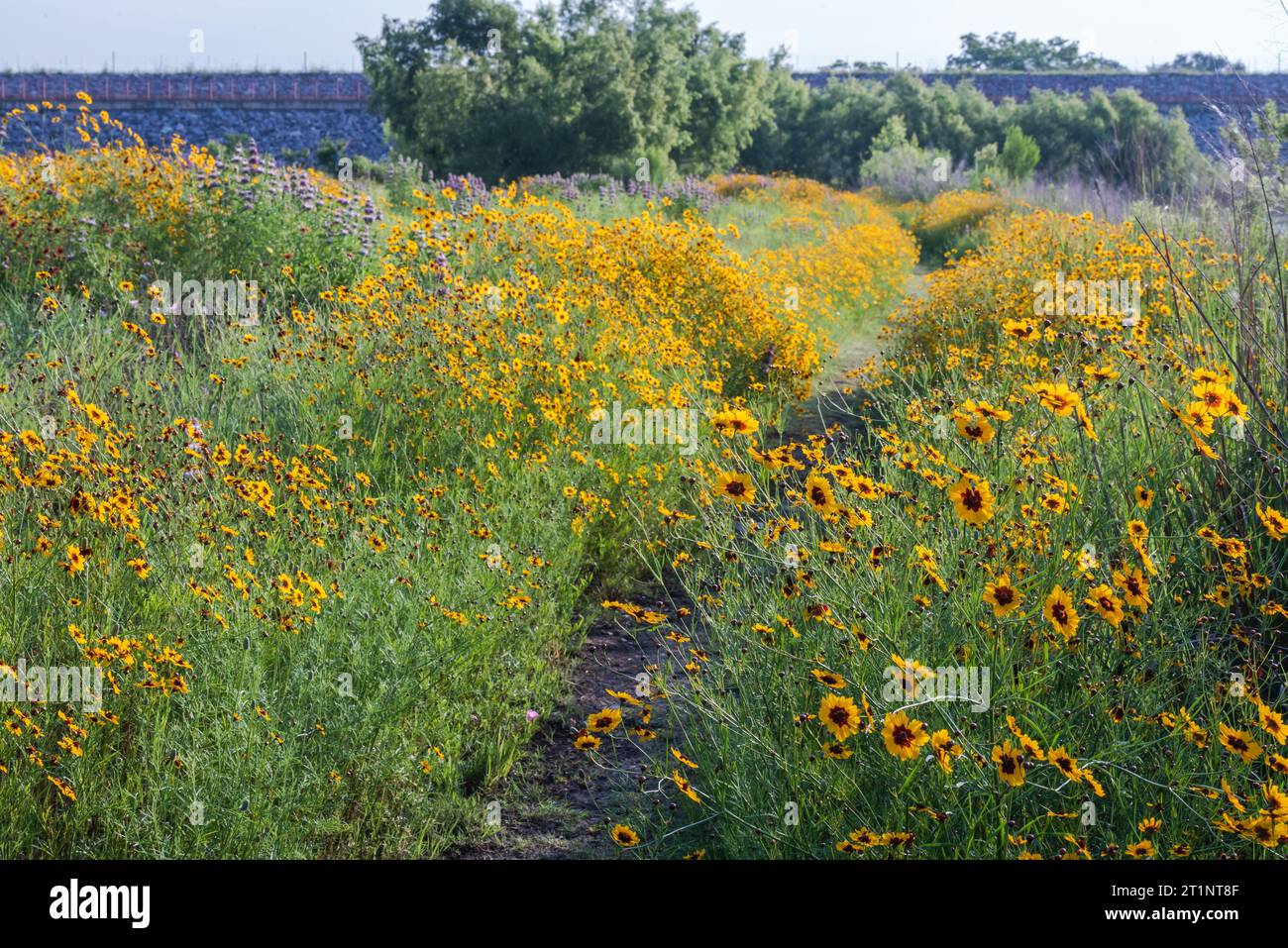Colorful spring wildflowers covered the roadside and public areas in ...