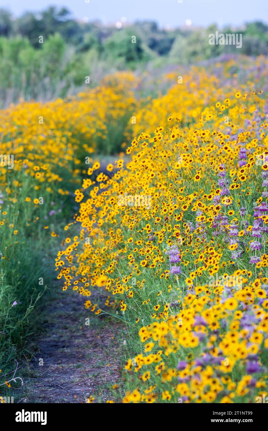 Colorful spring wildflowers covered the roadside and public areas in ...