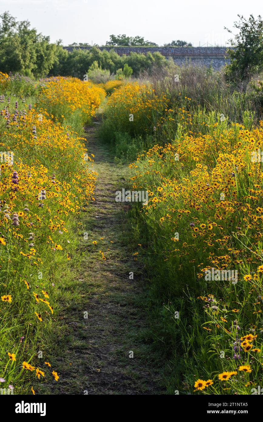 Colorful spring wildflowers covered the roadside and public areas in ...