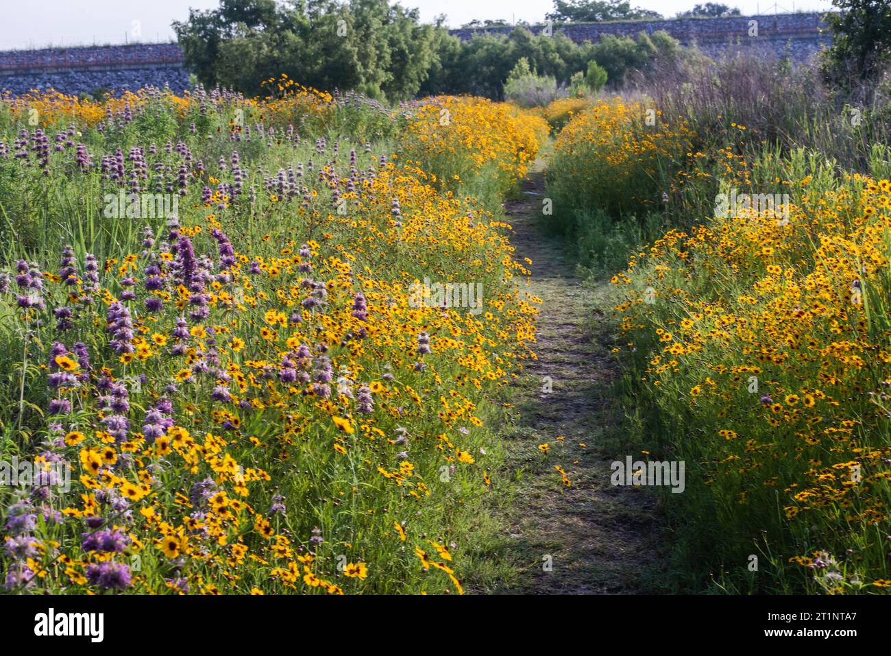 Colorful spring wildflowers covered the roadside and public areas in ...
