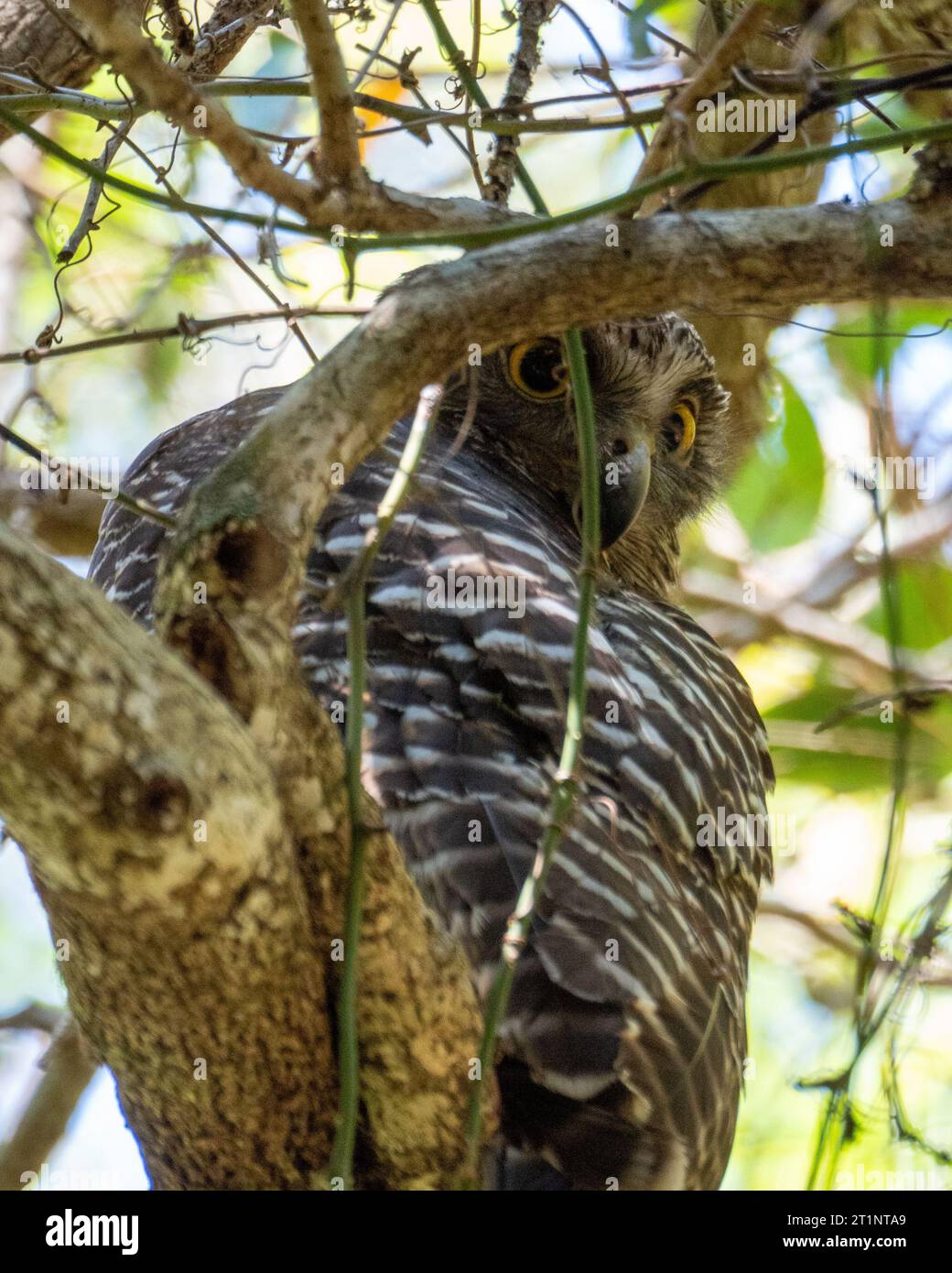 Powerful Owl, eyes wide open Stock Photo - Alamy