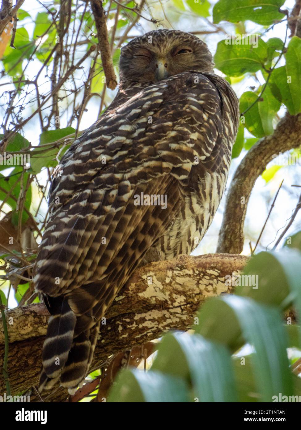 Australian powerful owl hi-res stock photography and images - Alamy