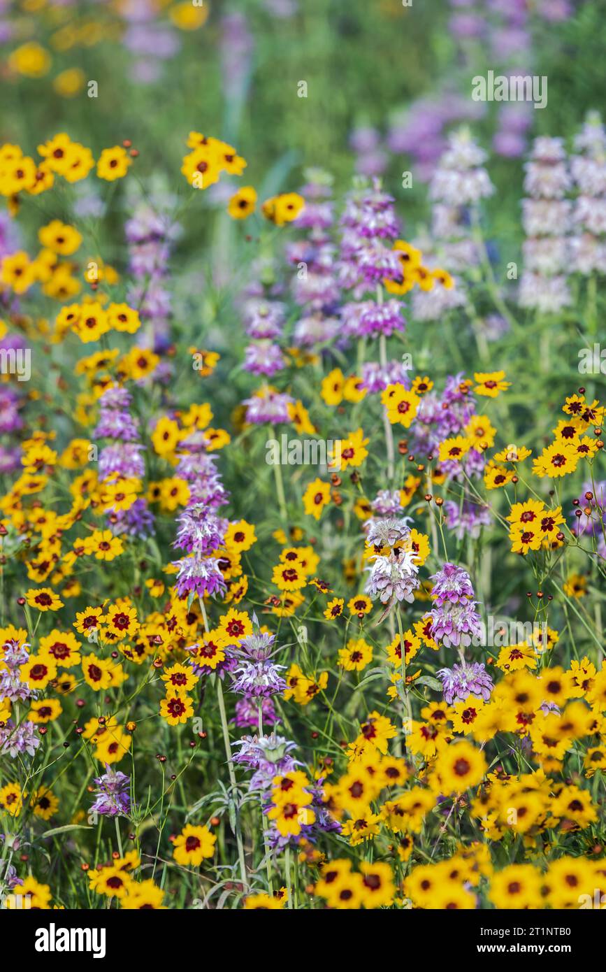 Colorful spring wildflowers covered the roadside and public areas in ...