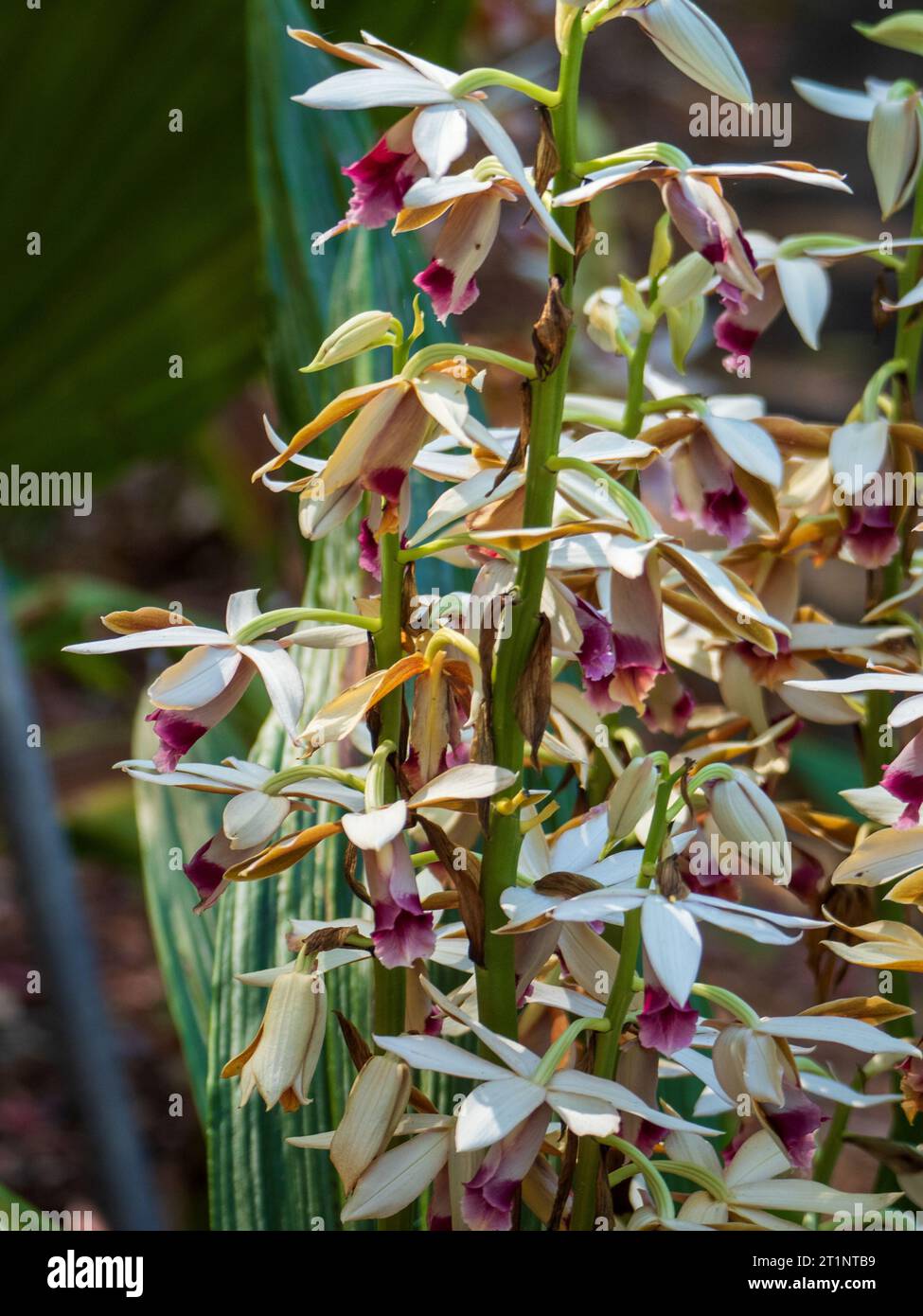 Orchids in the australian bush hi-res stock photography and images - Alamy