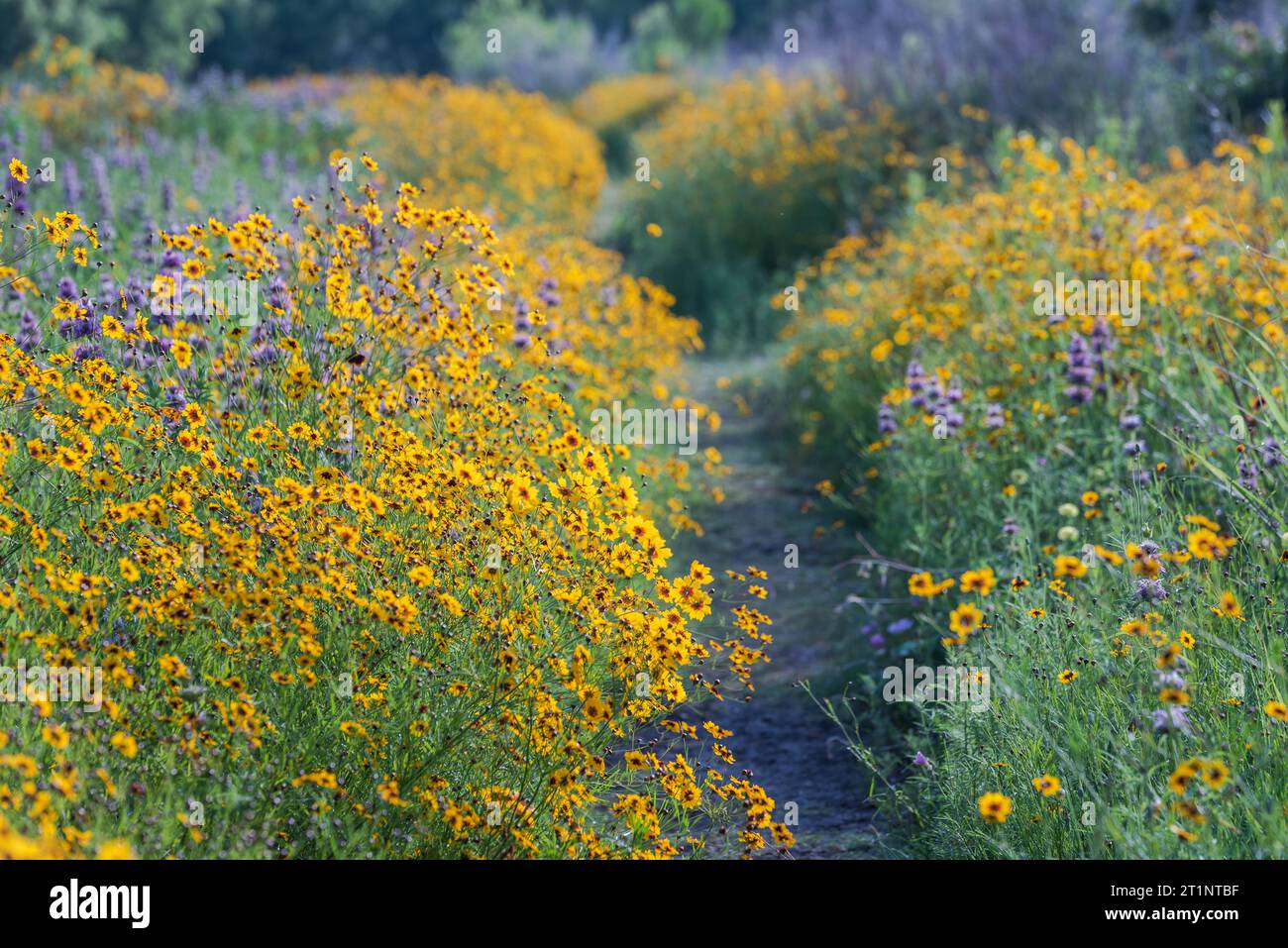 Colorful spring wildflowers covered the roadside and public areas in ...