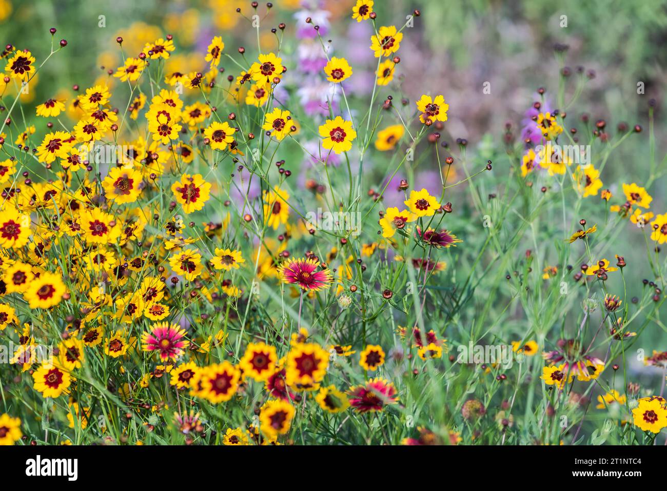 Colorful spring wildflowers covered the roadside and public areas in ...